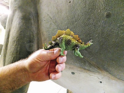 Newbury Business to Give Cleveland Museum’s ‘Steggie’ a New Look ...