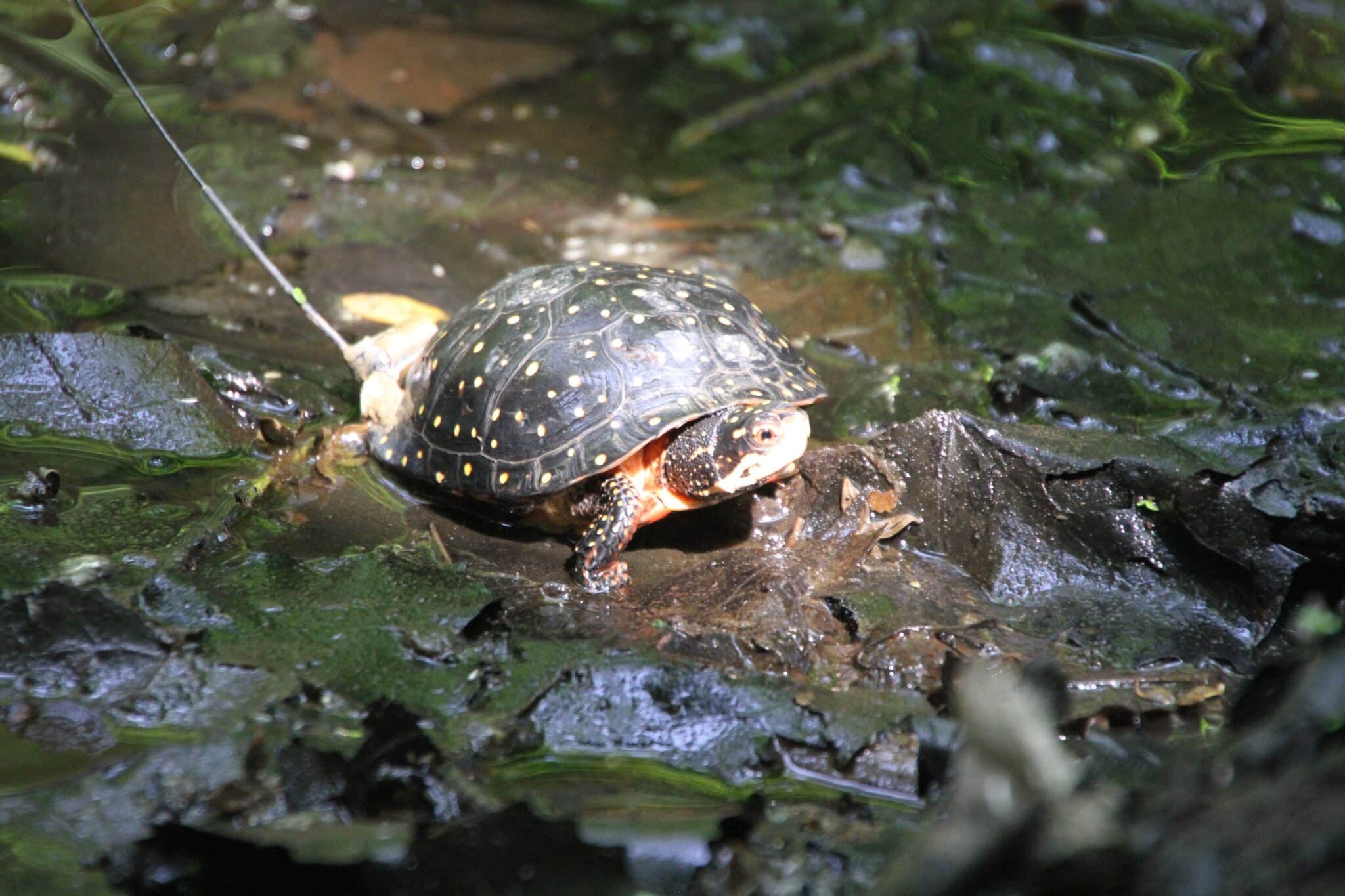 Threatened Spotted Turtle Continues its Comeback in Geauga Parks (w ...