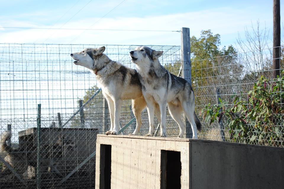 Thompson Wolf Hybrid Sanctuary Worries Residents | Geauga County Maple ...