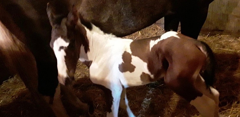 Baby Horse Shower Benefits Rescue Foundation | Geauga County Maple Leaf