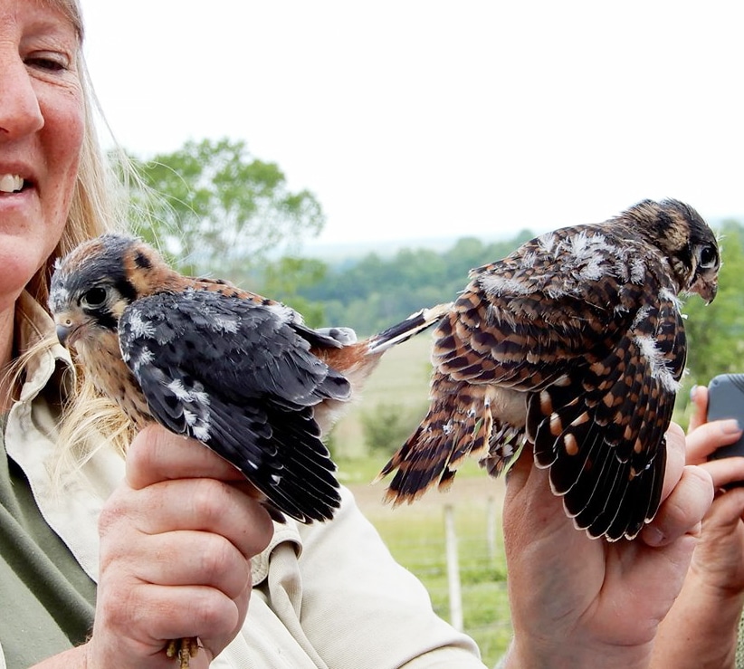 American Kestrel Project Takes Flight | Geauga County Maple Leaf