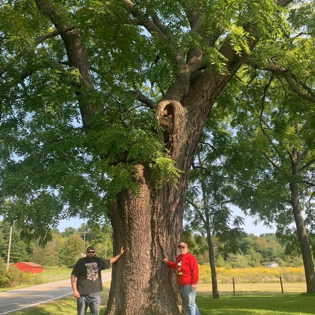Celebrating Geauga County’s Biggest Black Walnut Trees | Geauga County ...
