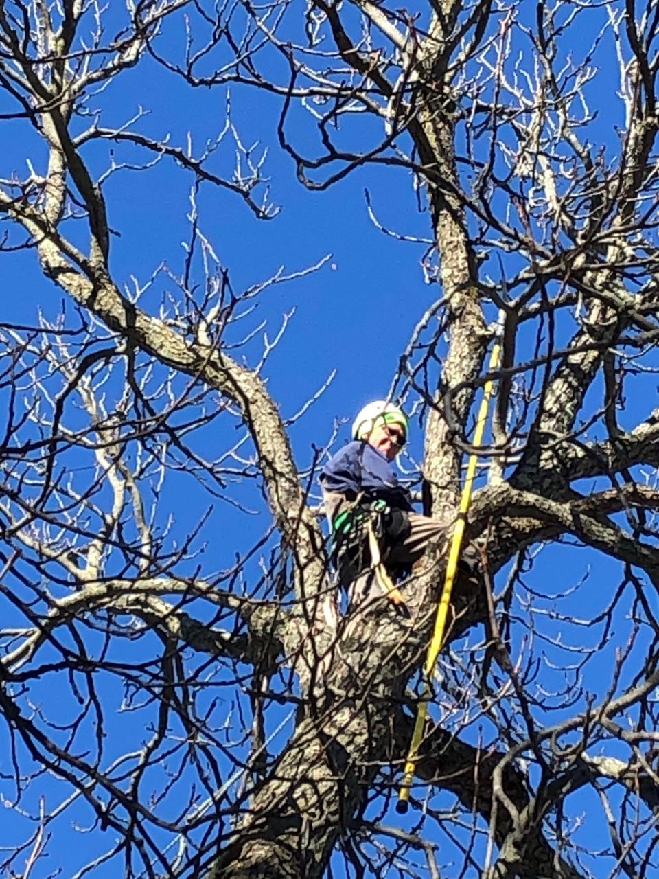 Master Arborist Appraises Maples on Burton Square | Geauga County Maple ...