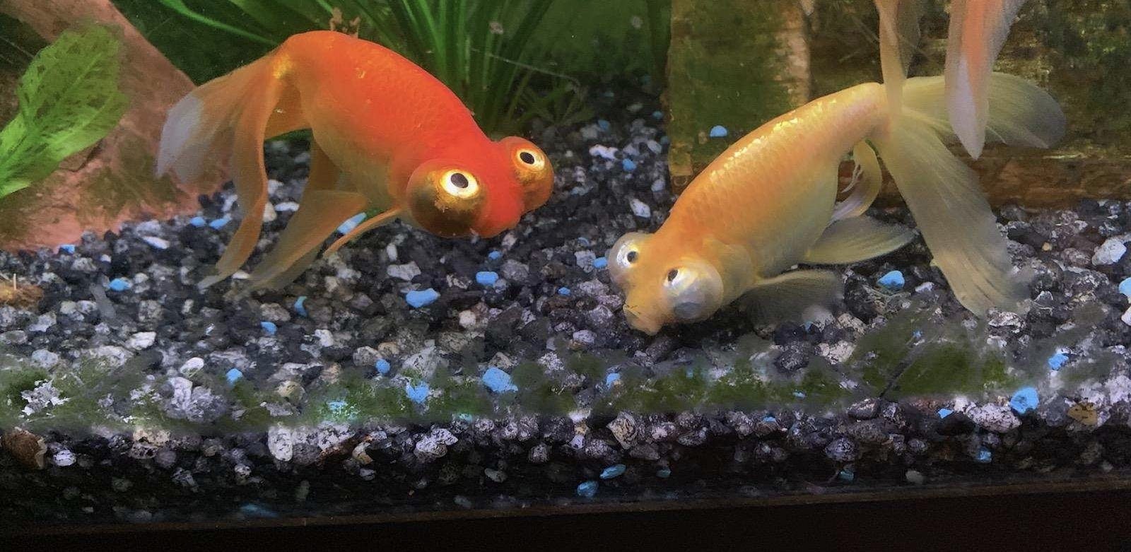 Passion for Goldfish Runs Deep and Wide for Chester Man | Geauga County ...