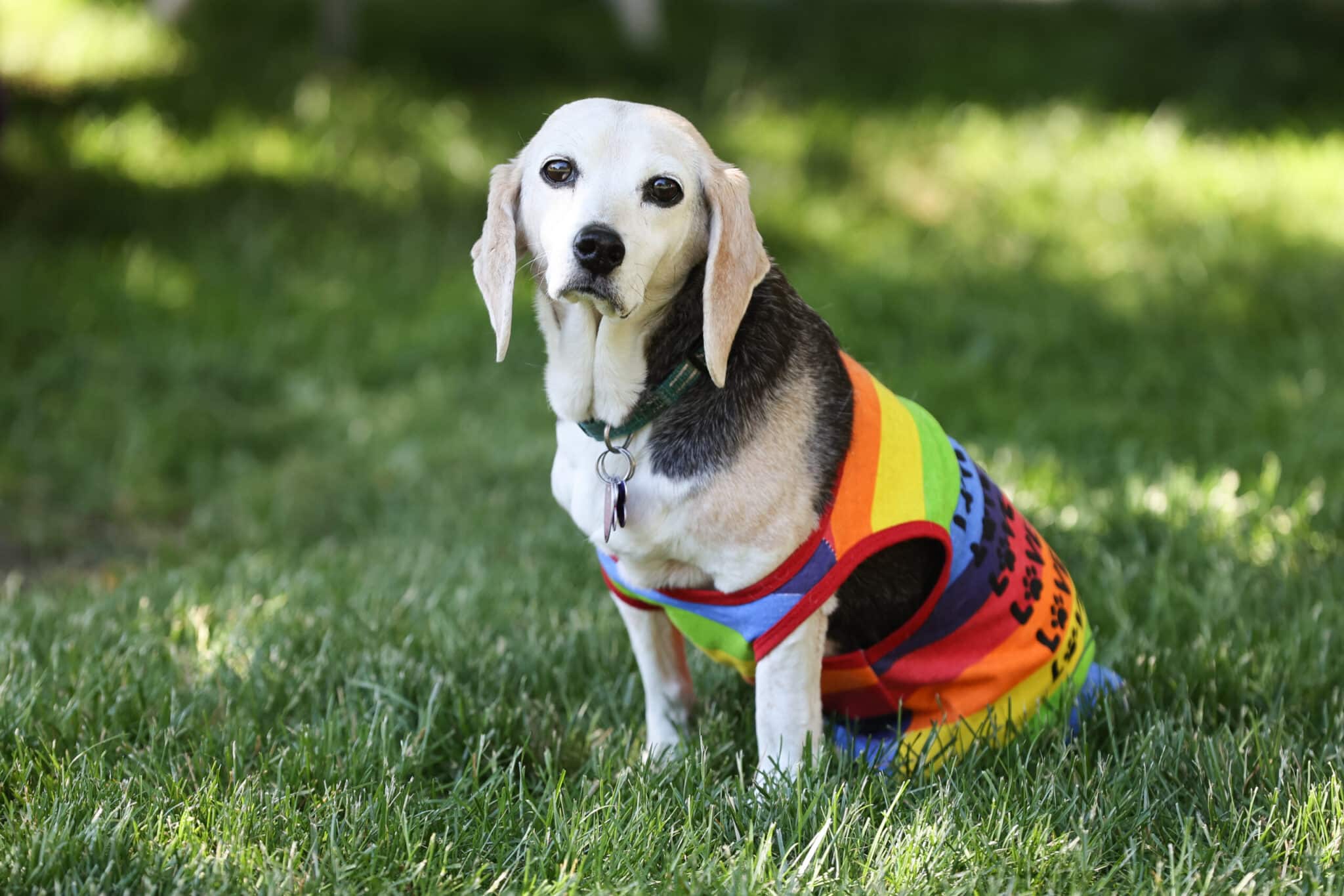 Pride Event Draws Over 600 | Geauga County Maple Leaf