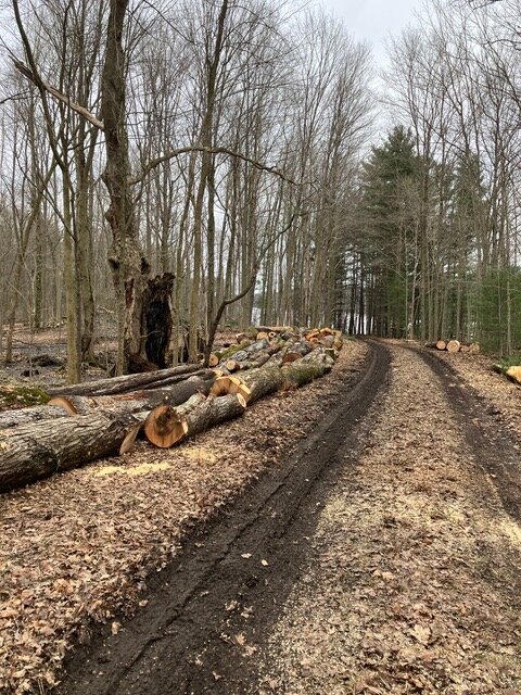 Parkman Resident Raises Questions Over Logging Activity | Geauga County ...