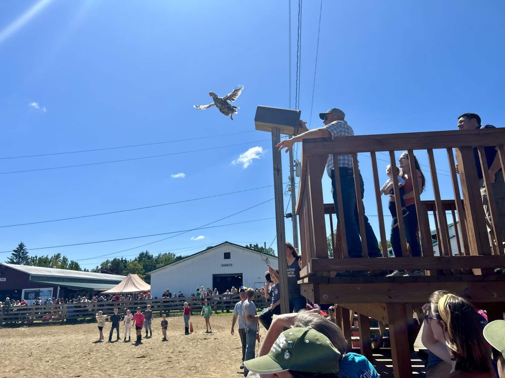 Kenston Defeats West G in Annual Chicken Fly Off | Geauga County Maple Leaf