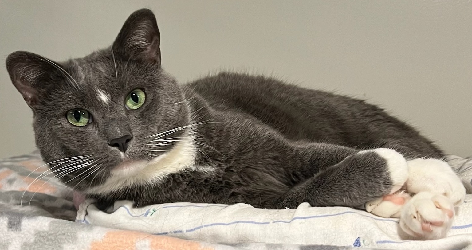 Happy Tails to Hold Annual ‘Purr-pose’ Benefit May 4 | Geauga County ...