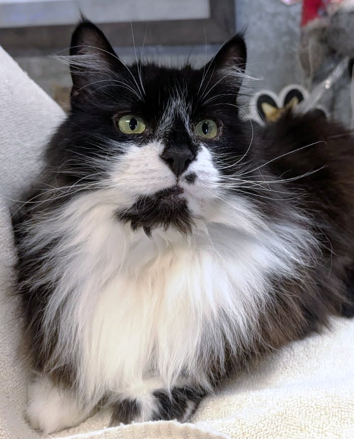 Happy Tails to Hold Annual ‘Purr-pose’ Benefit May 4 | Geauga County ...