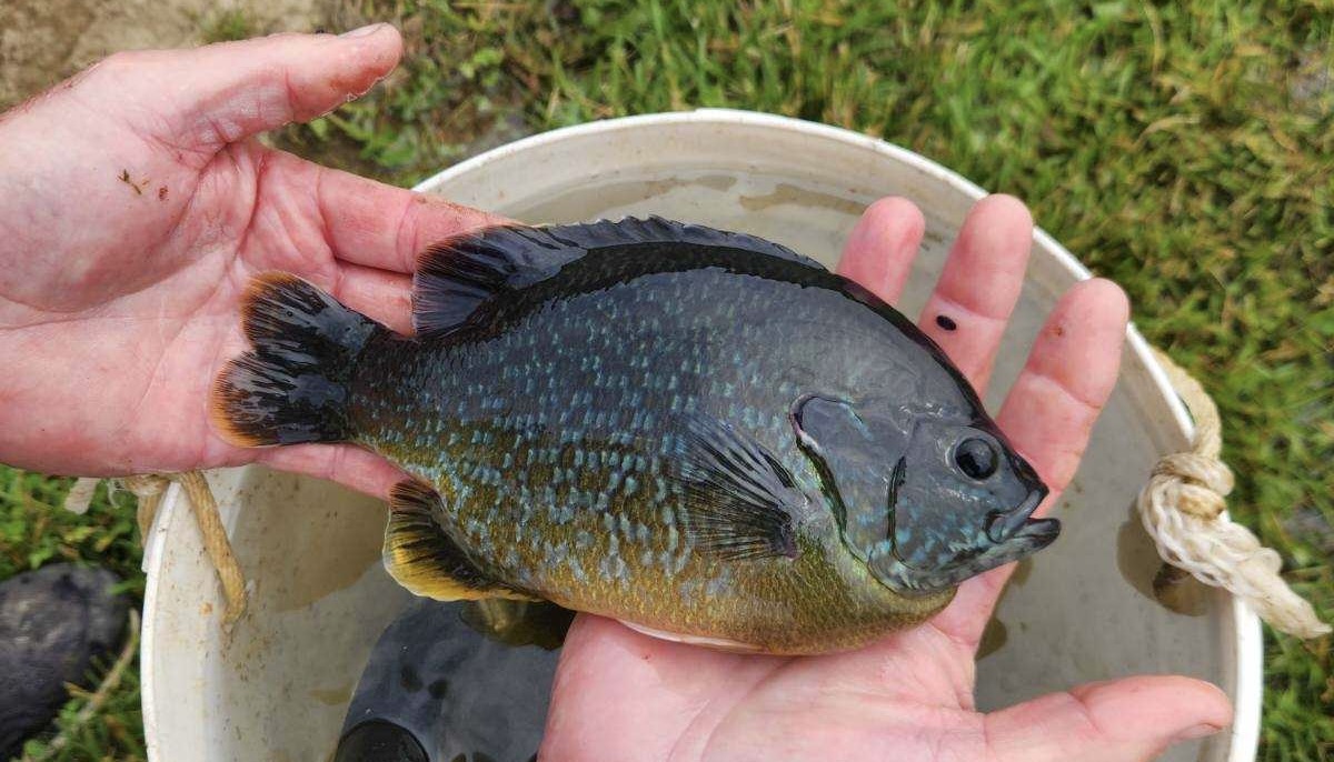Jumbo Bluegill Released in Time for Fishing Derby | Geauga County Maple ...