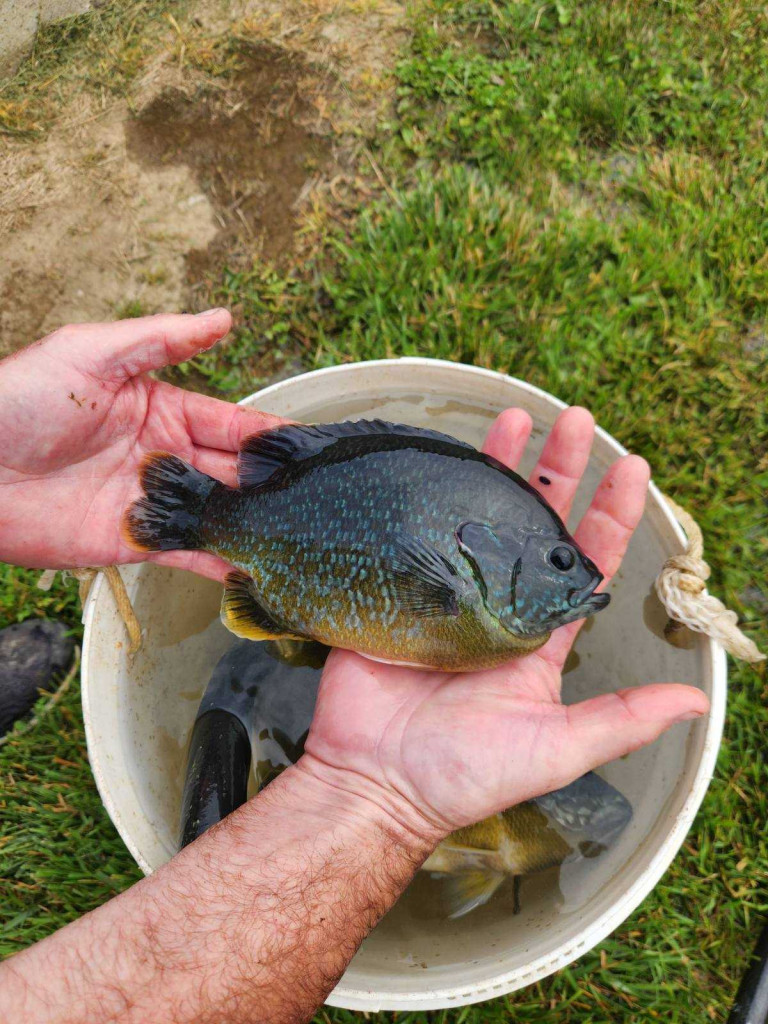 Jumbo Bluegill Released in Time for Fishing Derby | Geauga County Maple ...