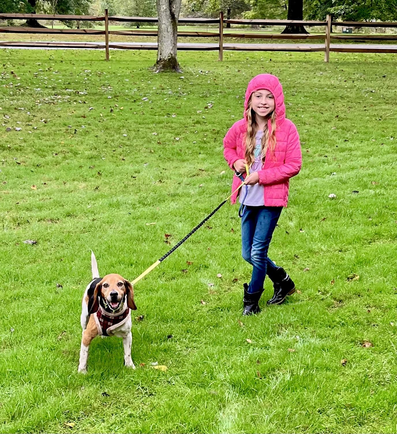 Beagle Chester Wins #1 Dog Contest | Geauga County Maple Leaf